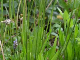 Ozkolistni trpotec | Rastlina | Life Habitats