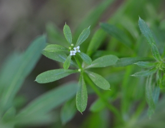 Wood bedstraw | Plants | Life Habitats